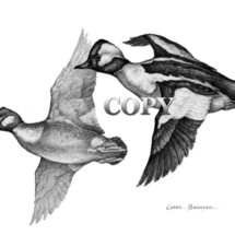 Wildlife Illustrations - Clark Bronson's Wildlife Bronzes